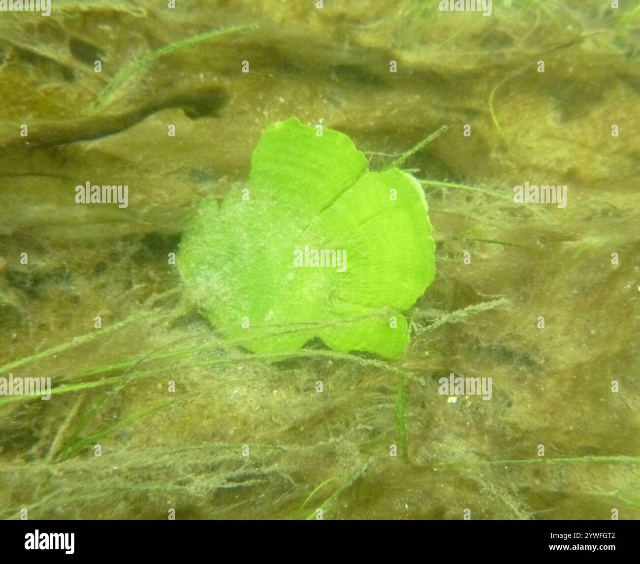 mermaid's-fan alga (Udotea flabellum Stock Photo - Alamy