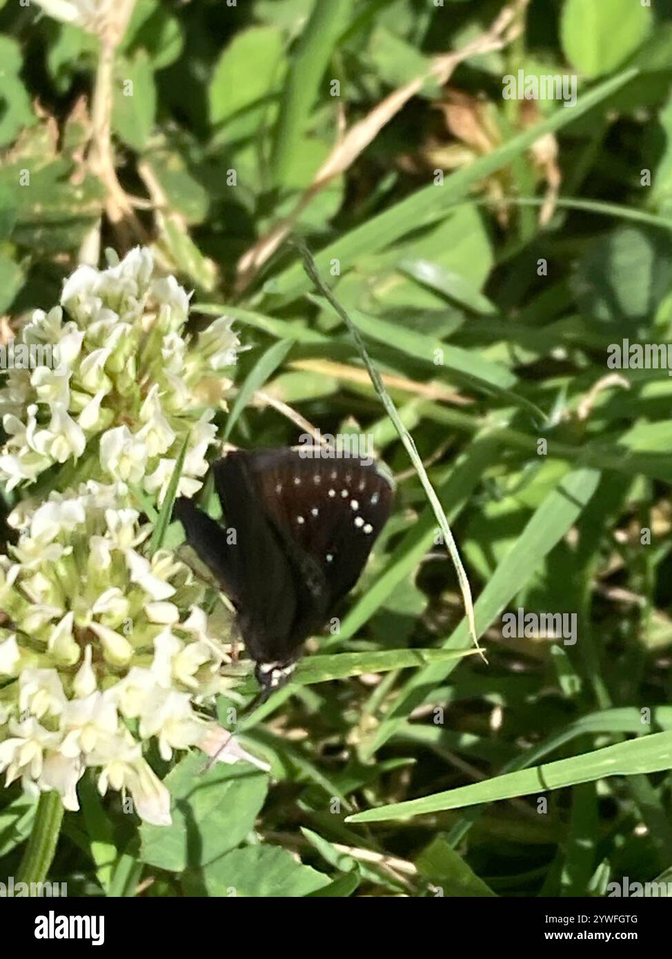 Common Sootywing (Pholisora catullus Stock Photo - Alamy
