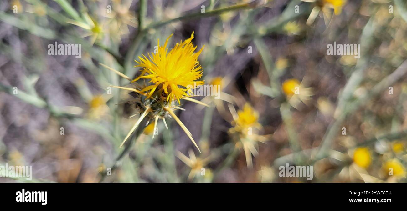 Yellow Star-Thistle (Centaurea solstitialis Stock Photo - Alamy