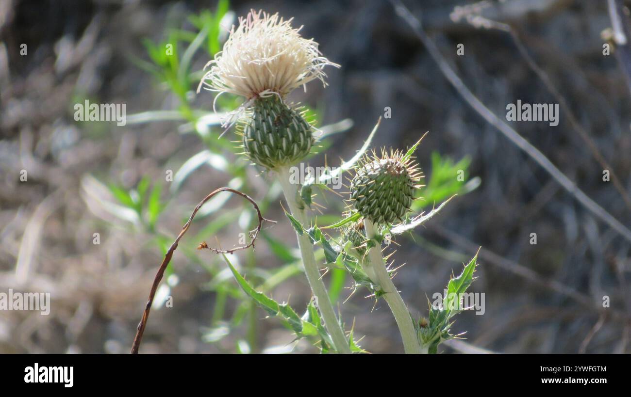 wavyleaf thistle (Cirsium undulatum Stock Photo - Alamy