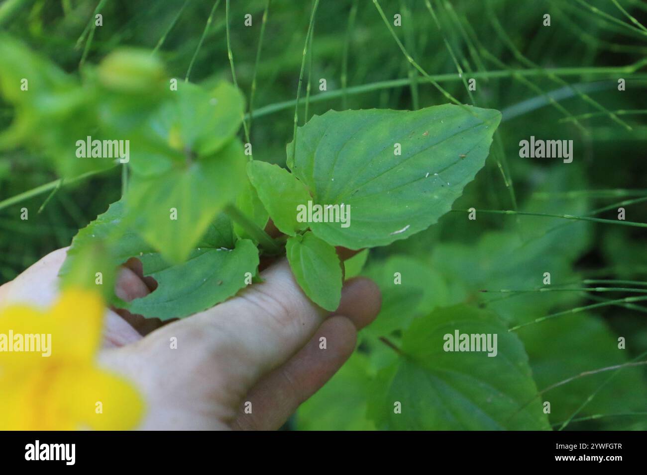 Sharp-leaved Monkey-flower (Erythranthe decora Stock Photo - Alamy