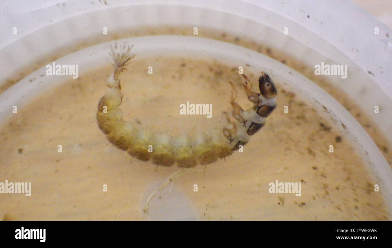 Net-spinning Caddisflies (Hydropsychidae Stock Photo - Alamy