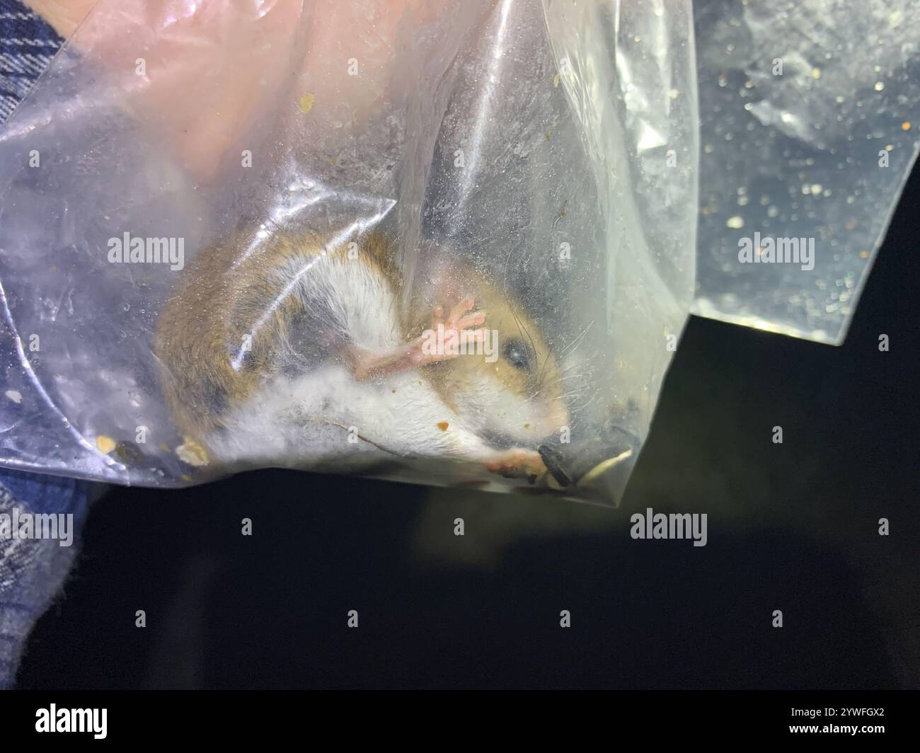 Western deer mouse hi-res stock photography and images - Alamy