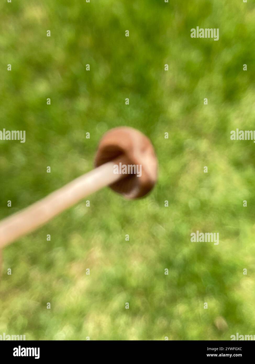 Mower's Mushroom (Panaeolus foenisecii Stock Photo - Alamy