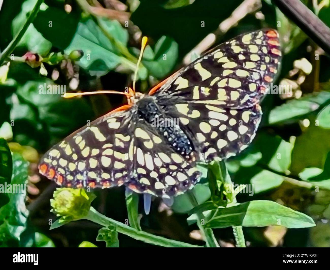 Variable Checkerspot (Euphydryas chalcedona Stock Photo - Alamy