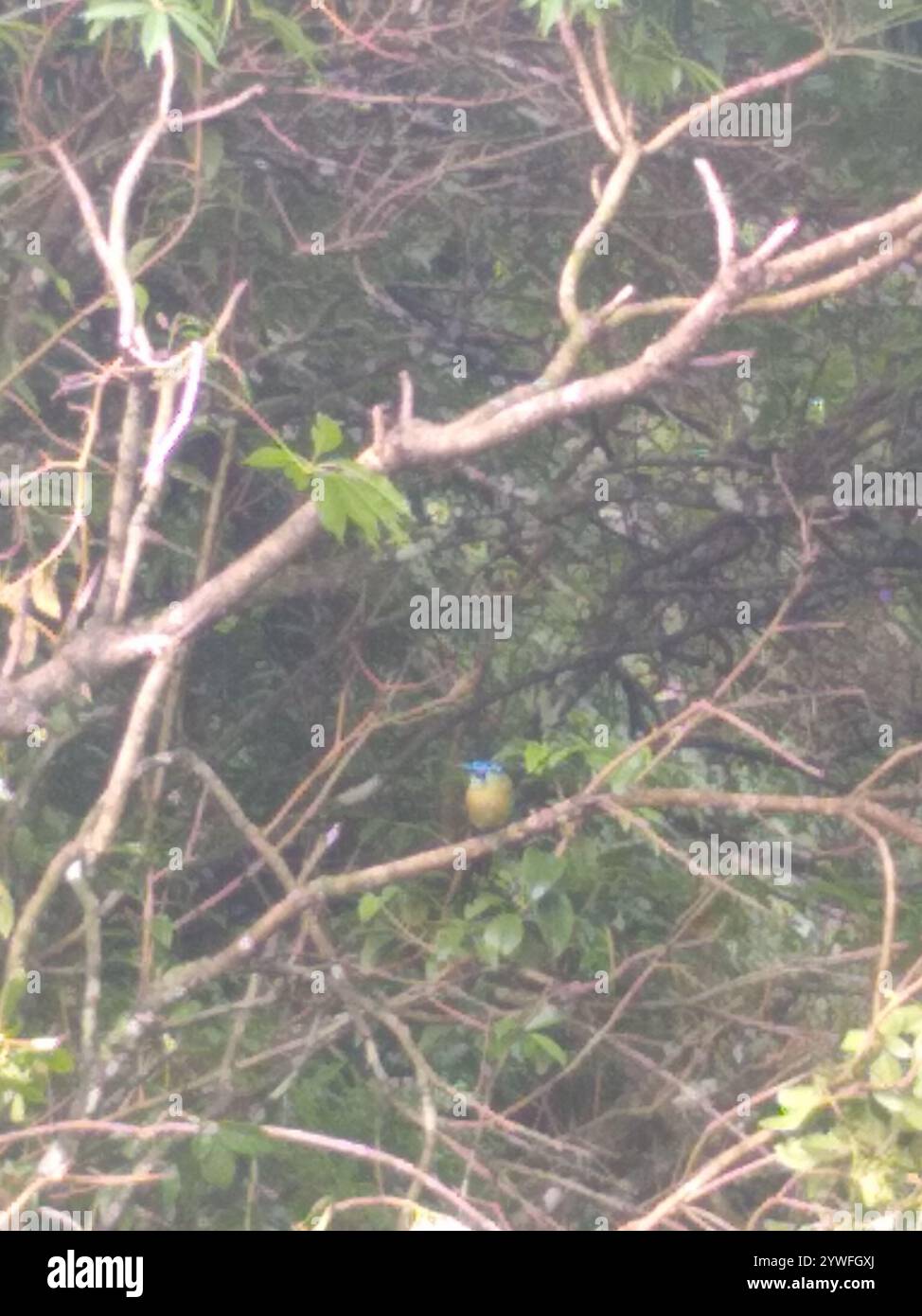 Lesson's Motmot (Momotus lessonii Stock Photo - Alamy