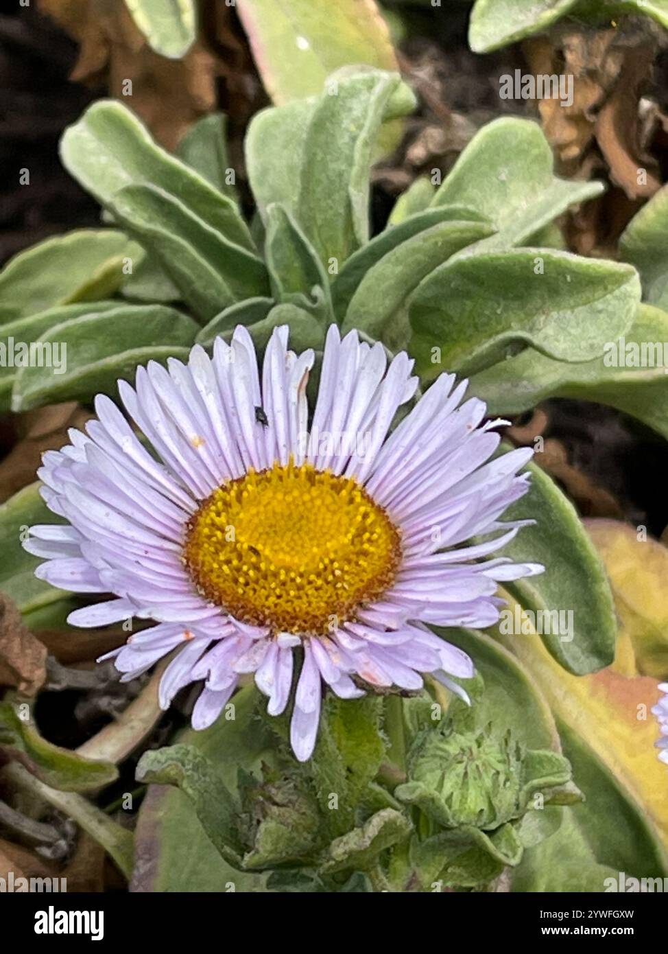 seaside daisy (Erigeron glaucus Stock Photo - Alamy
