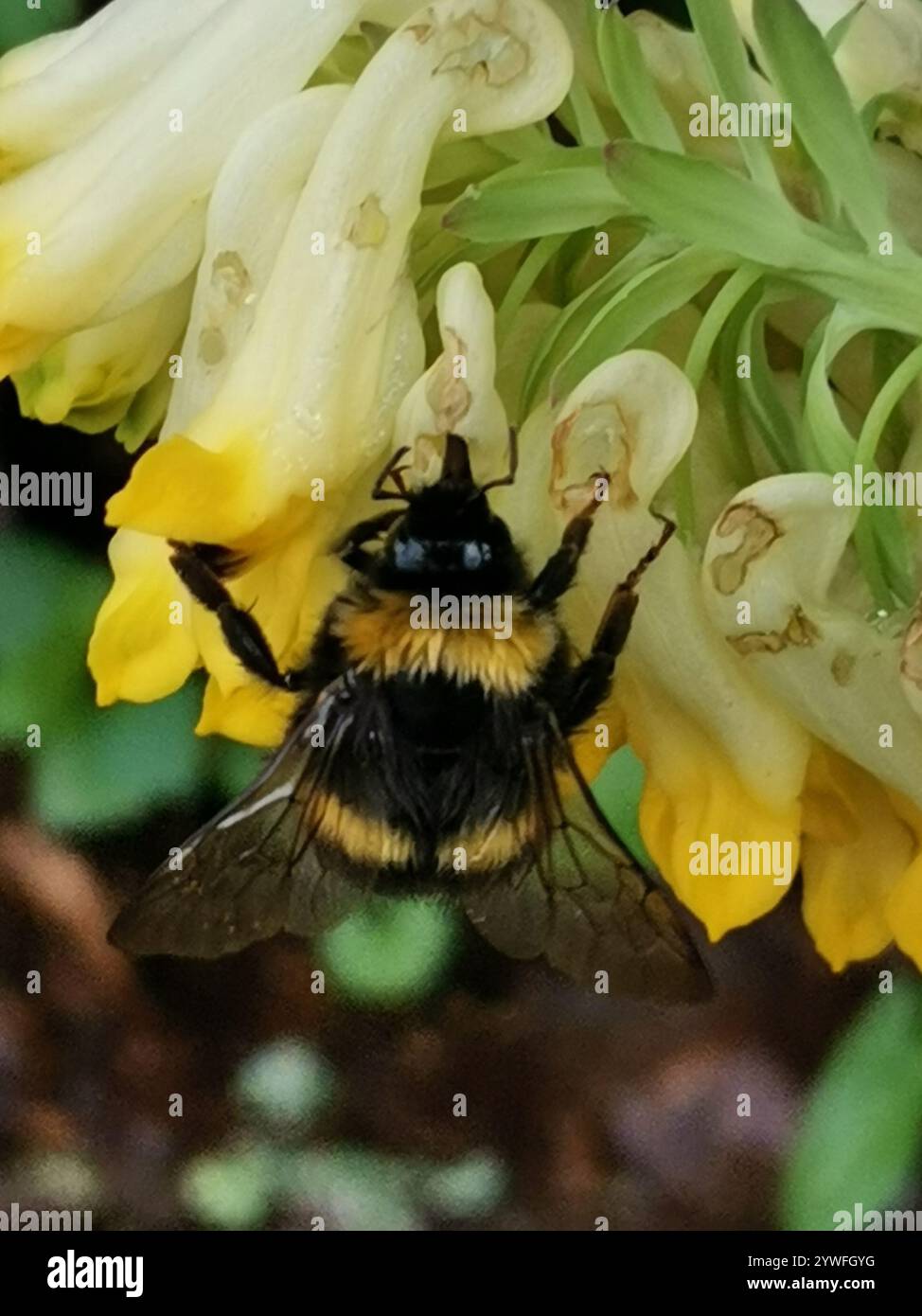 Broken-belted Bumble Bee (Bombus soroeensis Stock Photo - Alamy