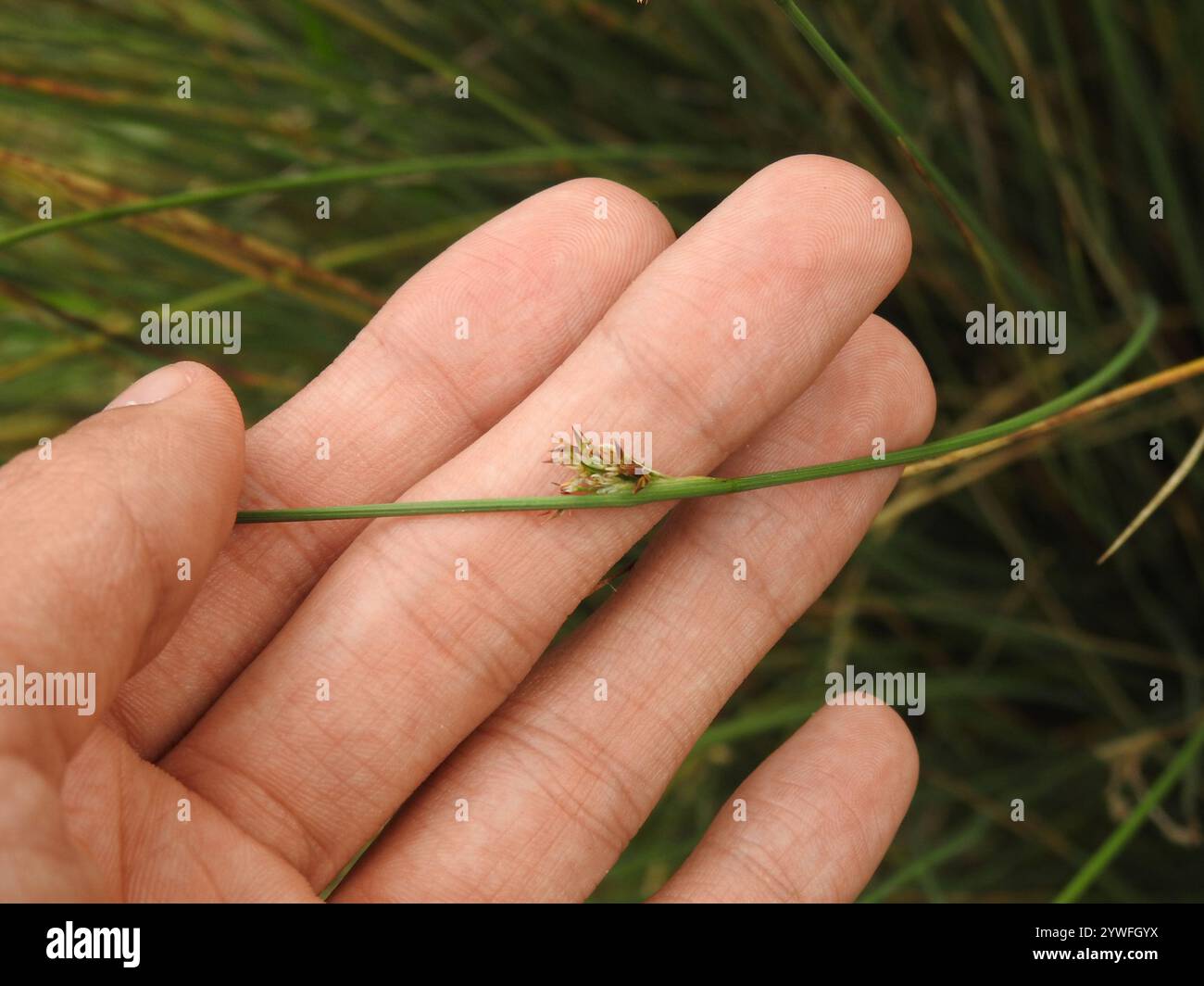 Hard Rush (Juncus inflexus Stock Photo - Alamy
