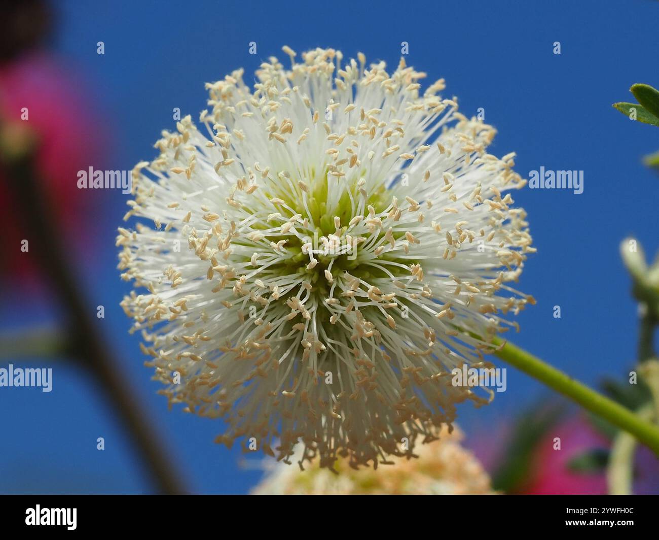 White leadtree (Leucaena leucocephala Stock Photo - Alamy