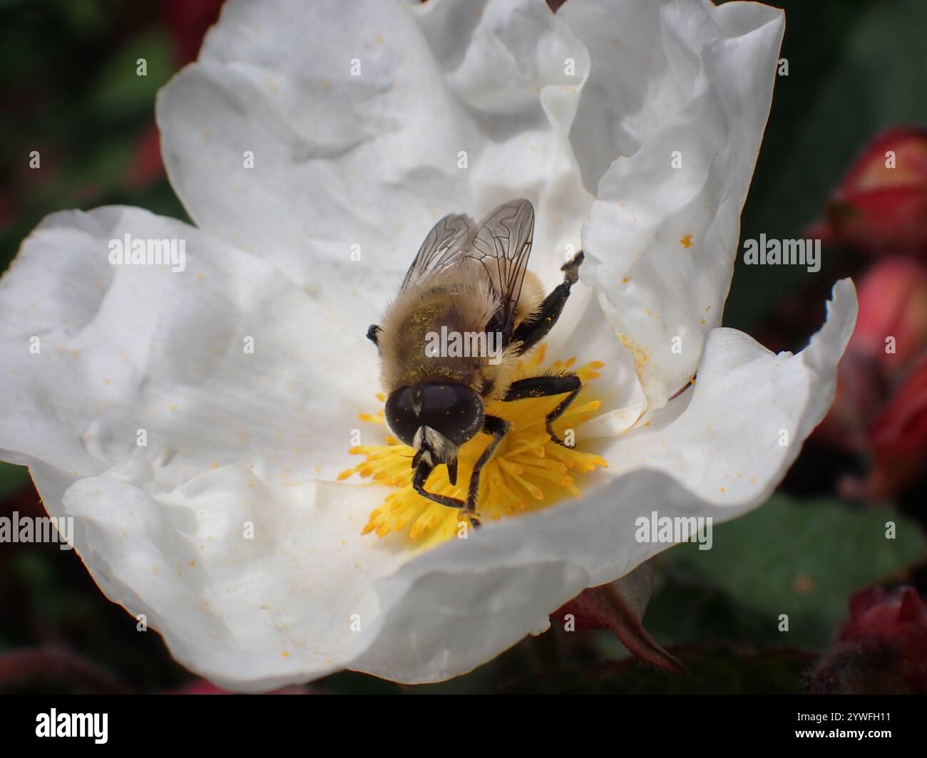 Narcissus Bulb Fly (Merodon equestris Stock Photo - Alamy