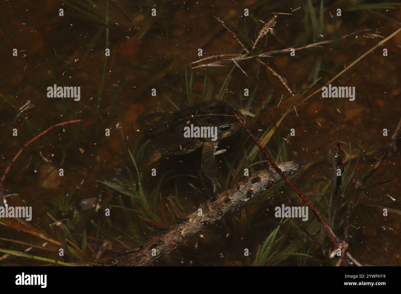 Sand Toad (Vandijkophrynus angusticeps Stock Photo - Alamy