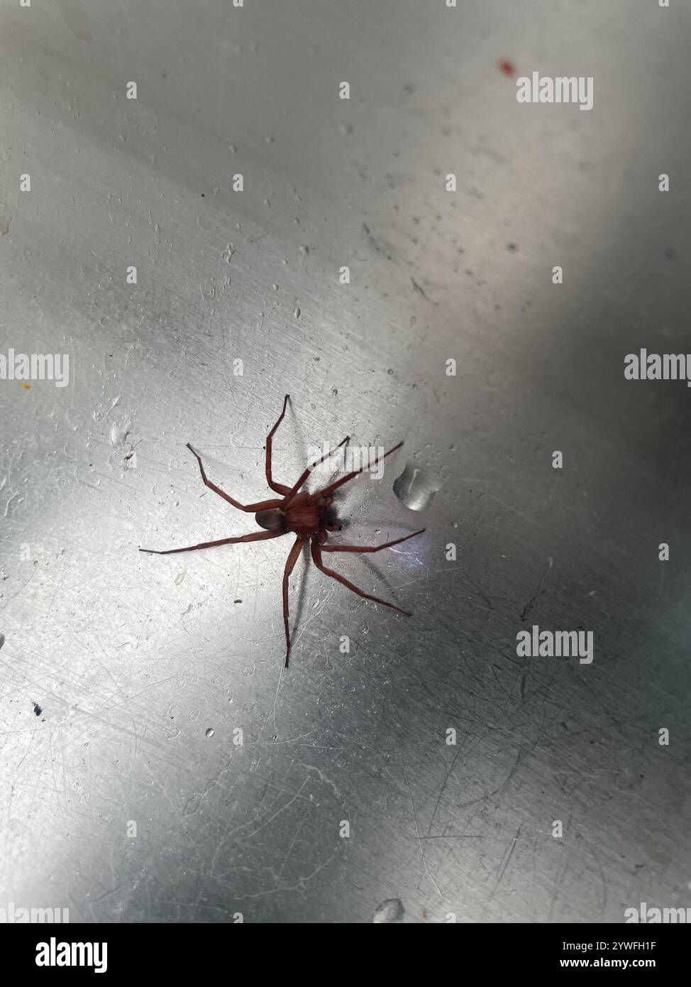 Titiotus hi-res stock photography and images - Alamy