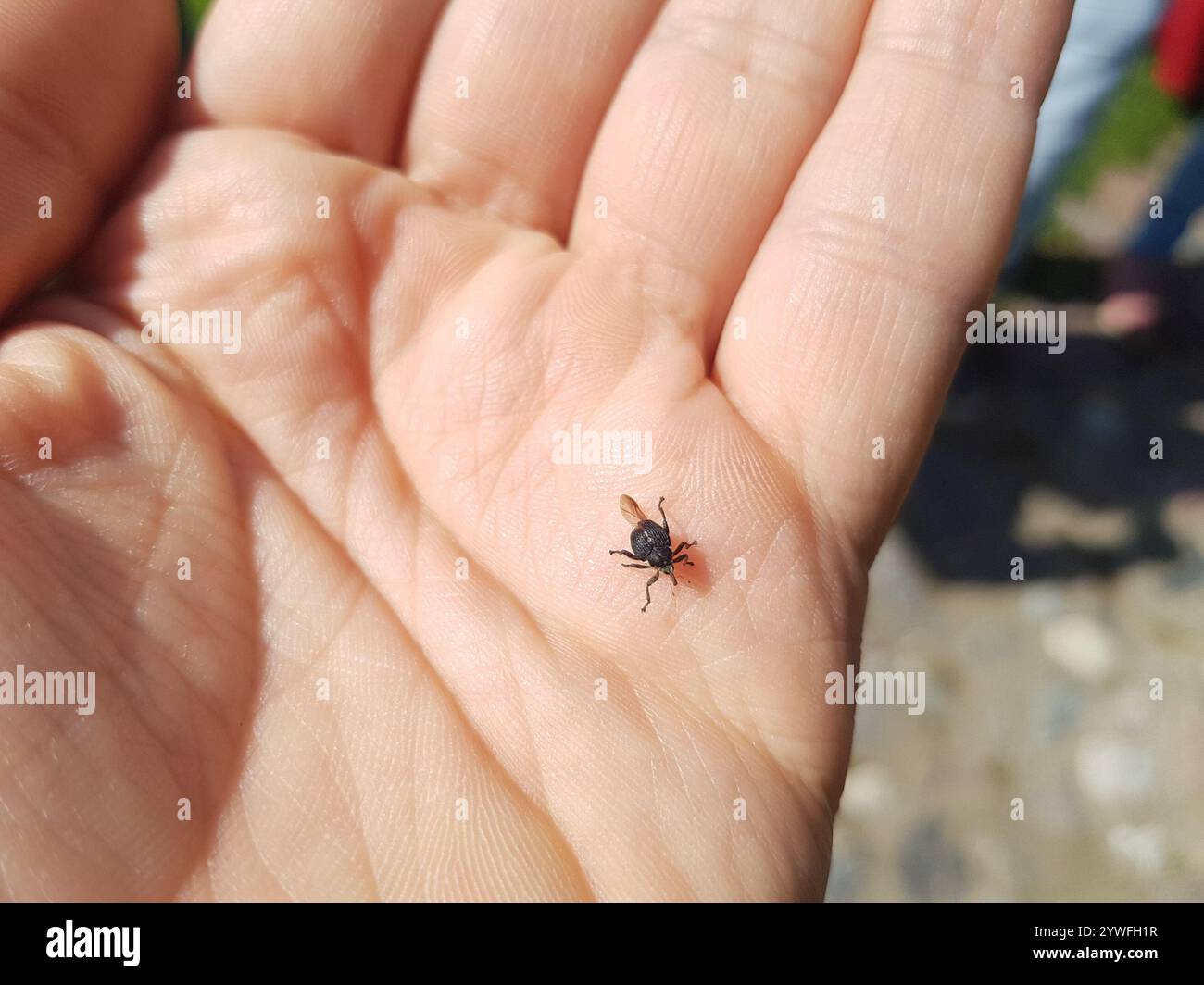 Iris weevil (Mononychus punctumalbum Stock Photo - Alamy