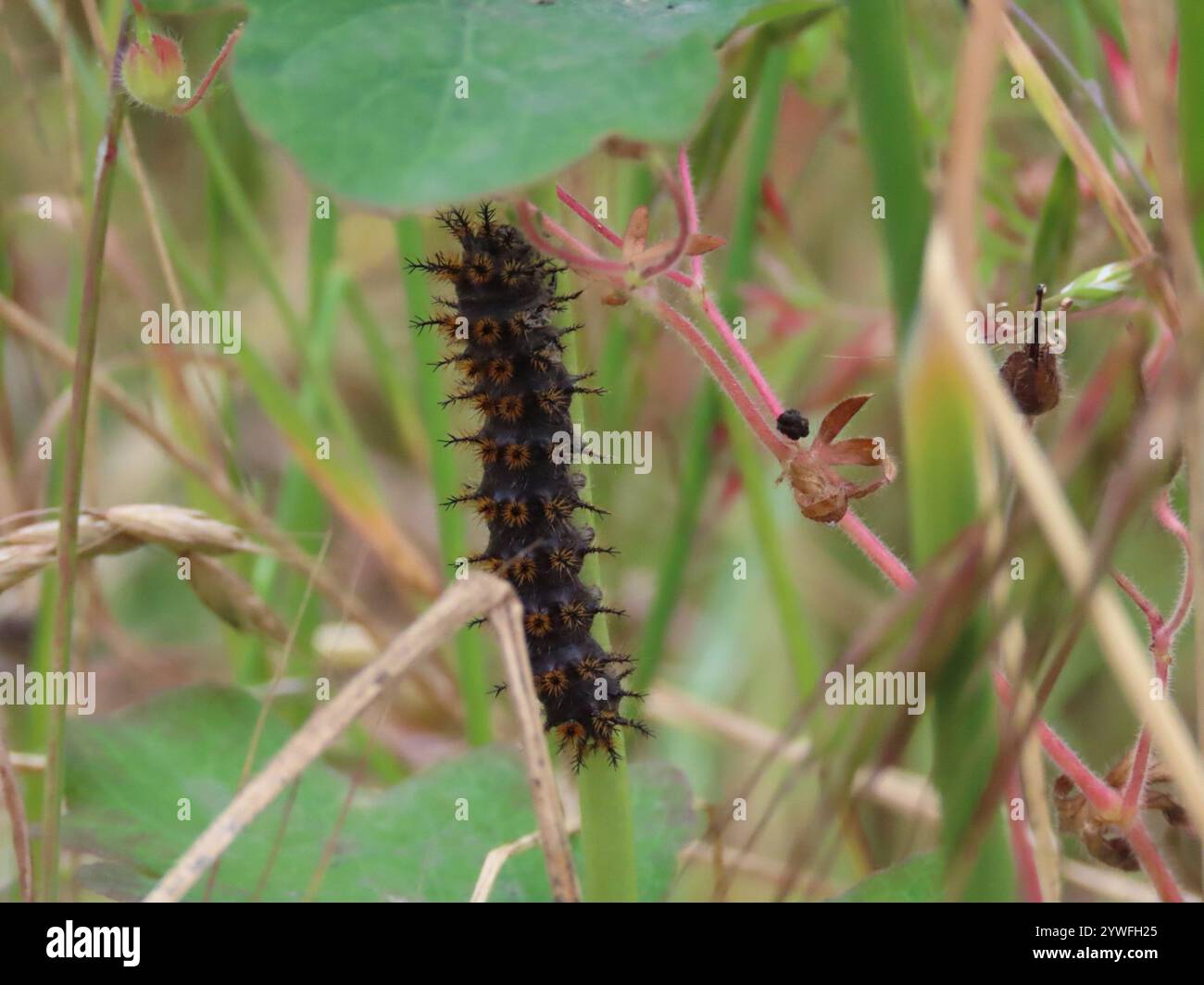 Western Sheep Moth (Hemileuca eglanterina Stock Photo - Alamy