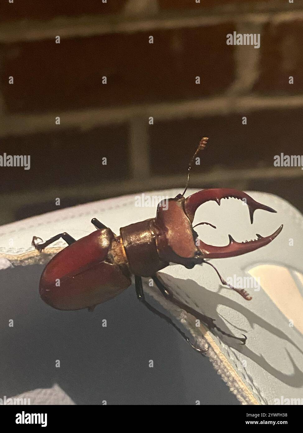 Giant Stag Beetle (Lucanus elaphus Stock Photo - Alamy
