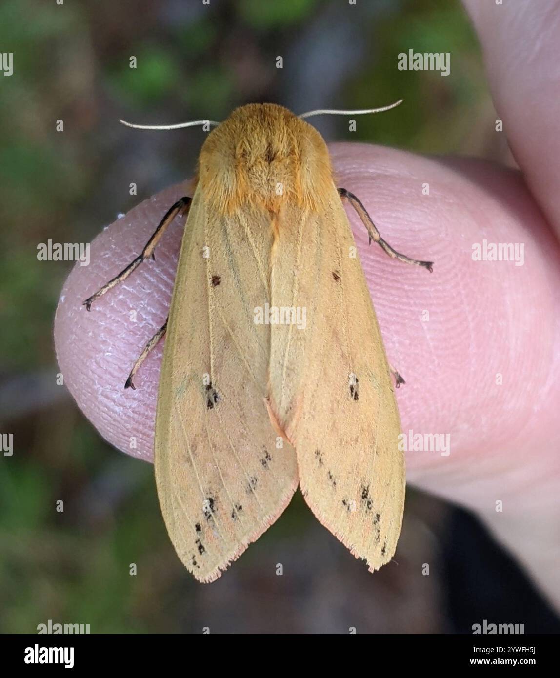 Isabella Tiger Moth (Pyrrharctia isabella Stock Photo - Alamy