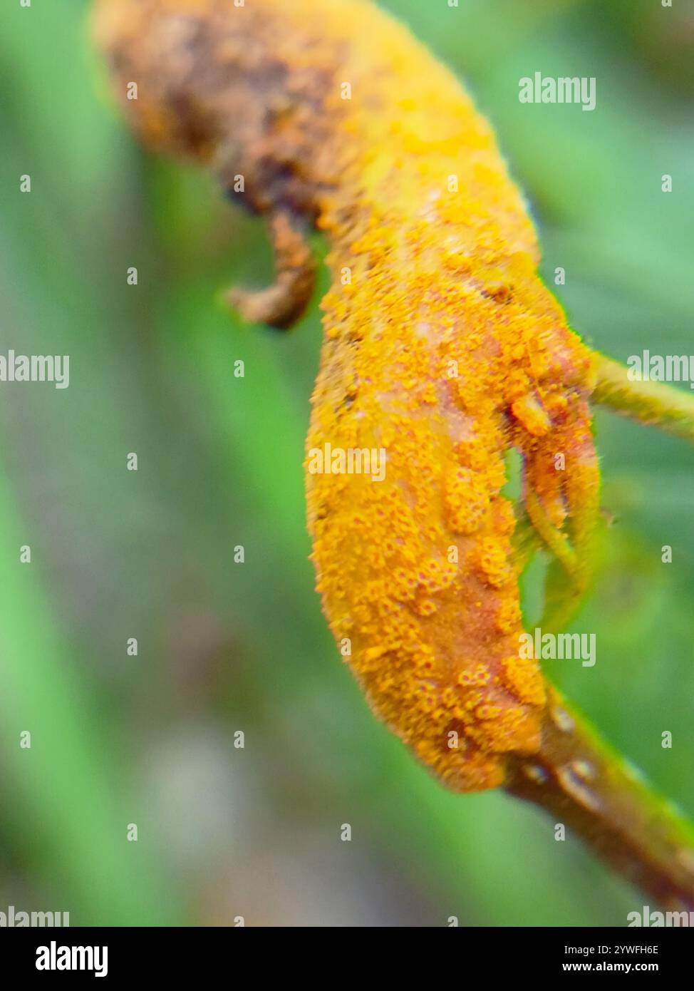 Crown Rust (Puccinia coronata Stock Photo - Alamy