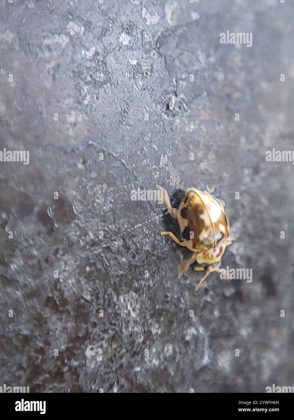 Twenty-spotted Lady Beetle (Psyllobora vigintimaculata Stock Photo - Alamy