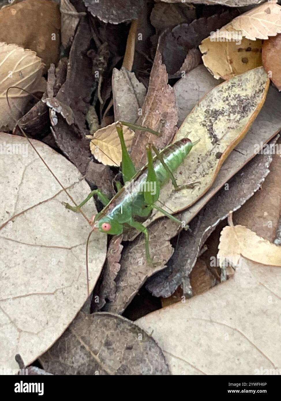 Common Meadow Katydids (Conocephalini Stock Photo - Alamy