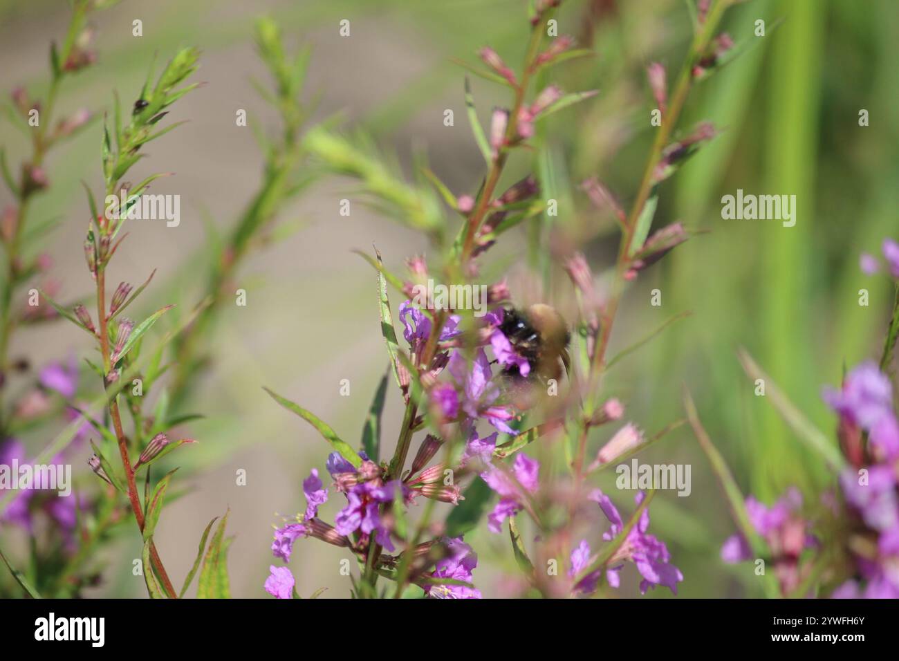 Wanded Loosestrife (Lythrum virgatum Stock Photo - Alamy