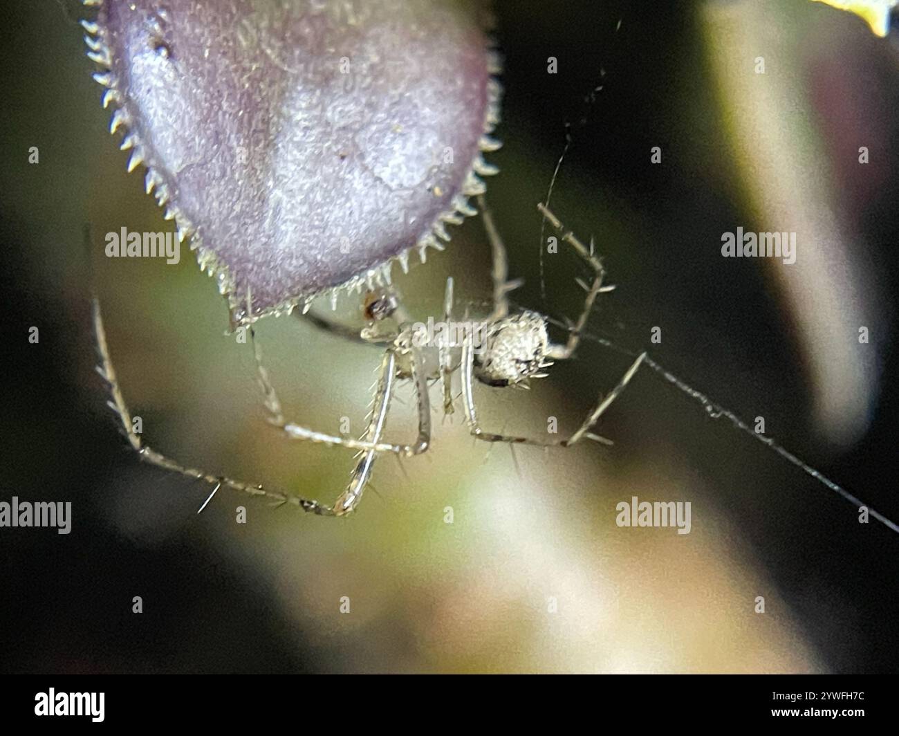 Pirate Spiders (Mimetidae Stock Photo - Alamy
