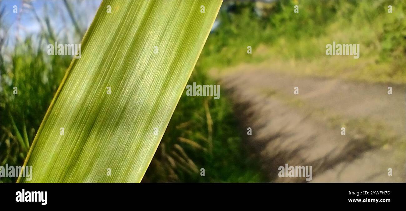 Tall Reed (Phragmites karka Stock Photo - Alamy
