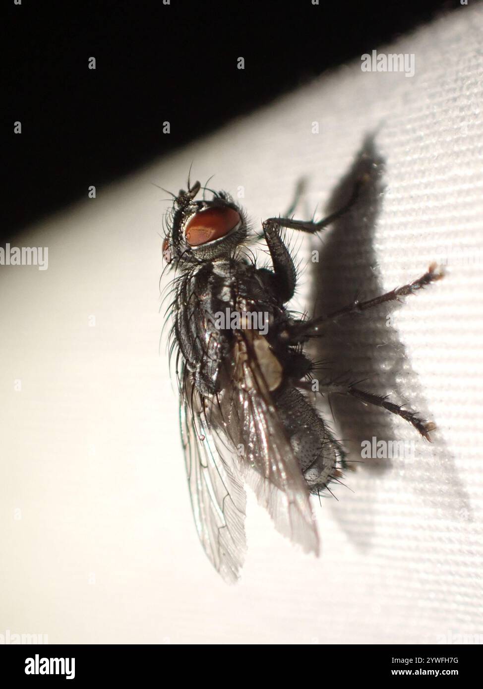 Calyptrate Flies (Calyptratae Stock Photo - Alamy