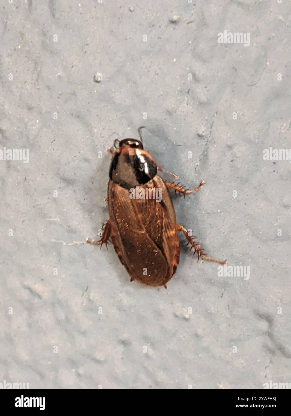 Surinam Cockroach (Pycnoscelus surinamensis Stock Photo - Alamy