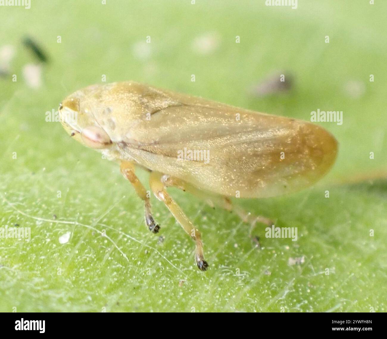 Meadow Spittlebug (Philaenus spumarius Stock Photo - Alamy