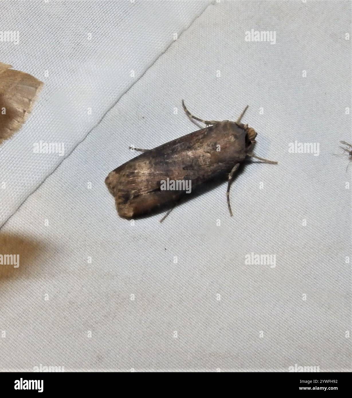 Ipsilon Dart Moth (Agrotis ipsilon Stock Photo - Alamy