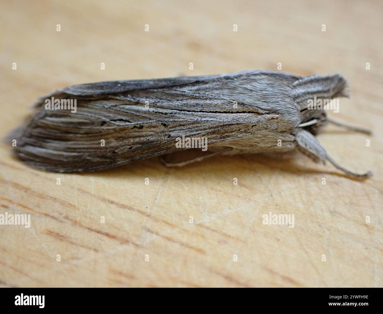 Shark Moth (Cucullia umbratica Stock Photo - Alamy