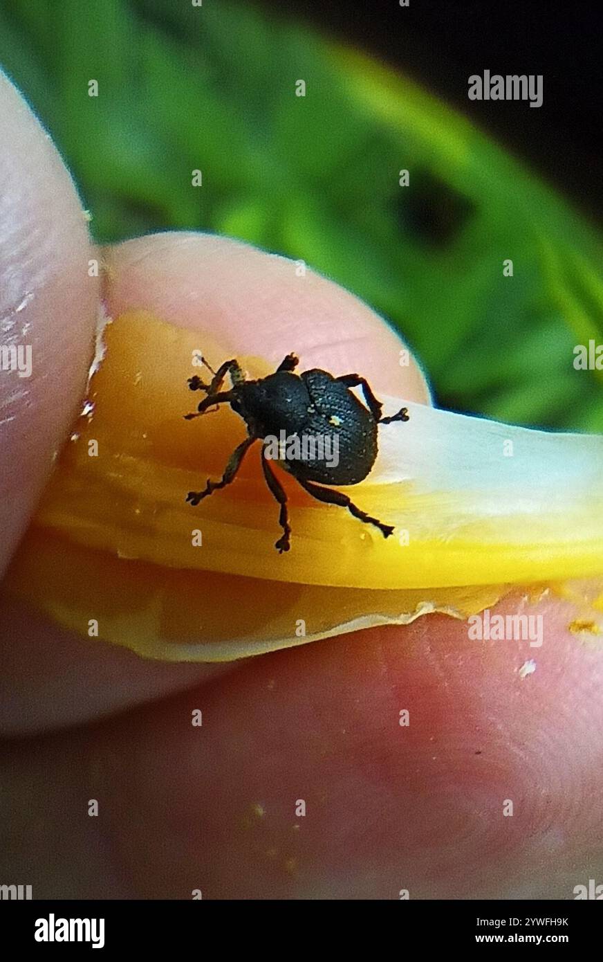 Iris weevil (Mononychus punctumalbum Stock Photo - Alamy