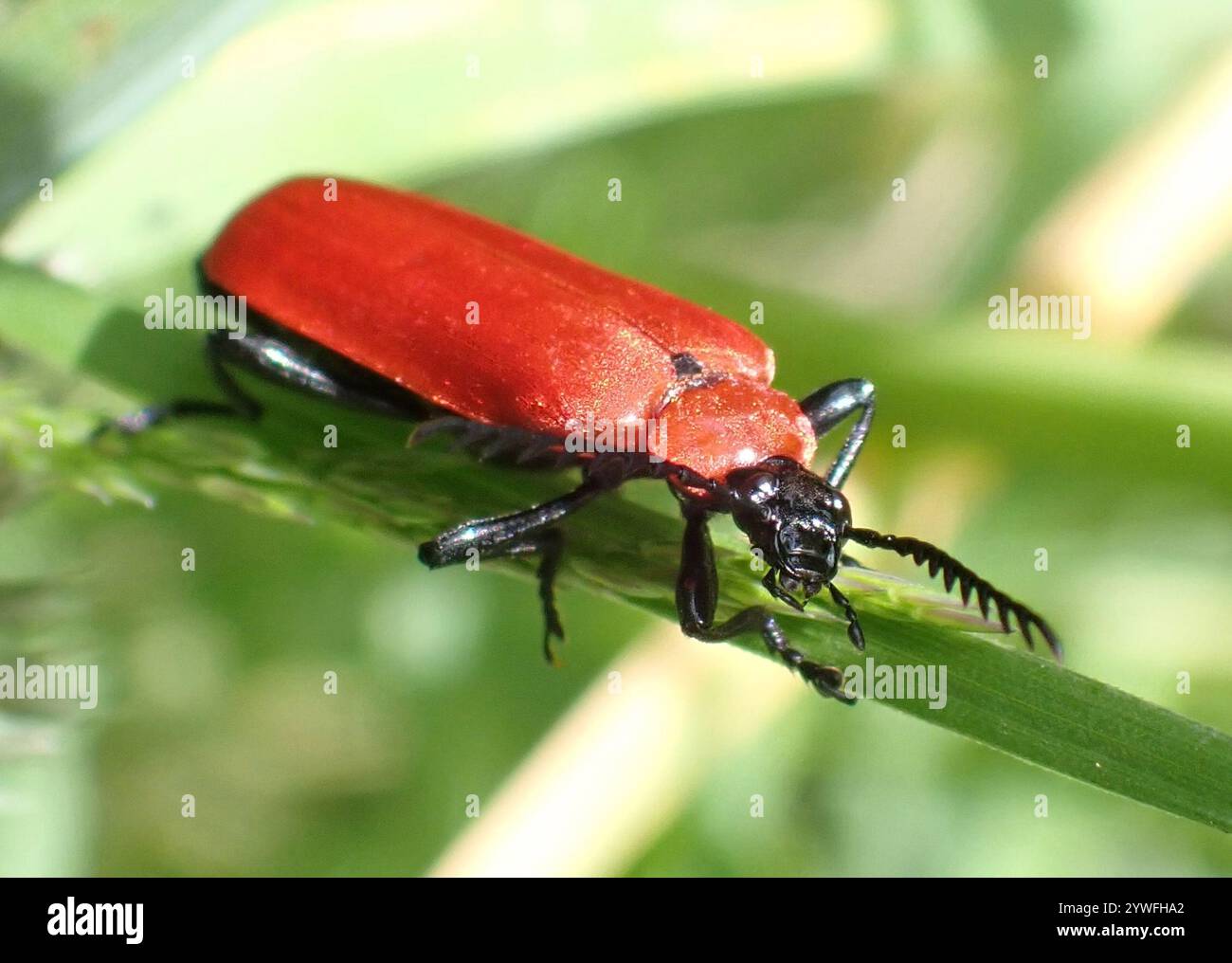 Black-headed Cardinal Beetle (Pyrochroa coccinea Stock Photo - Alamy