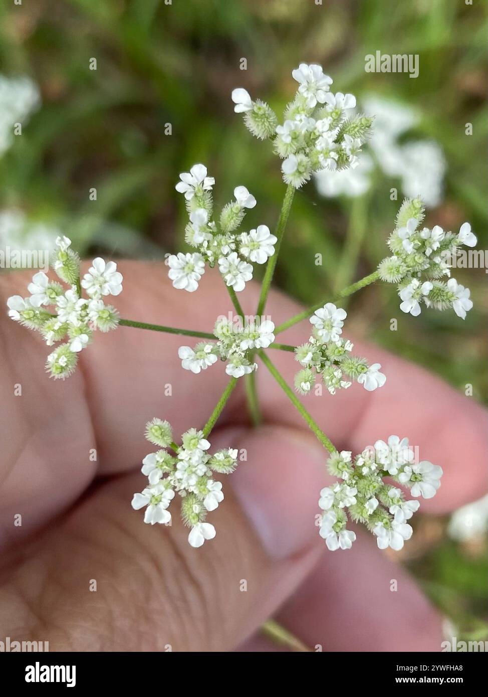 common hedge parsley (Torilis arvensis Stock Photo - Alamy