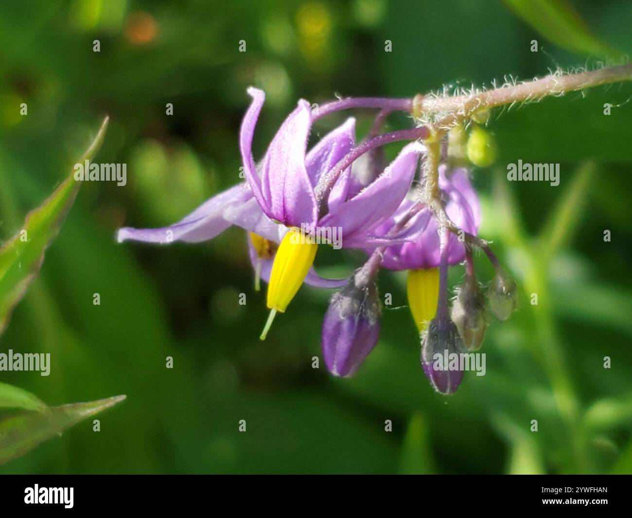 bittersweet nightshade (Solanum dulcamara Stock Photo - Alamy