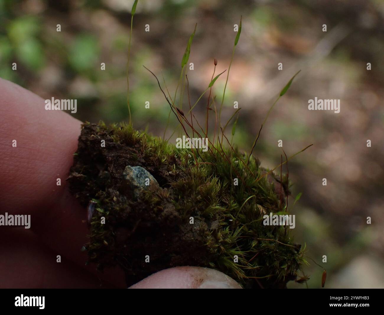 Curve-leaved Ditrichum (Ditrichum heteromallum Stock Photo - Alamy