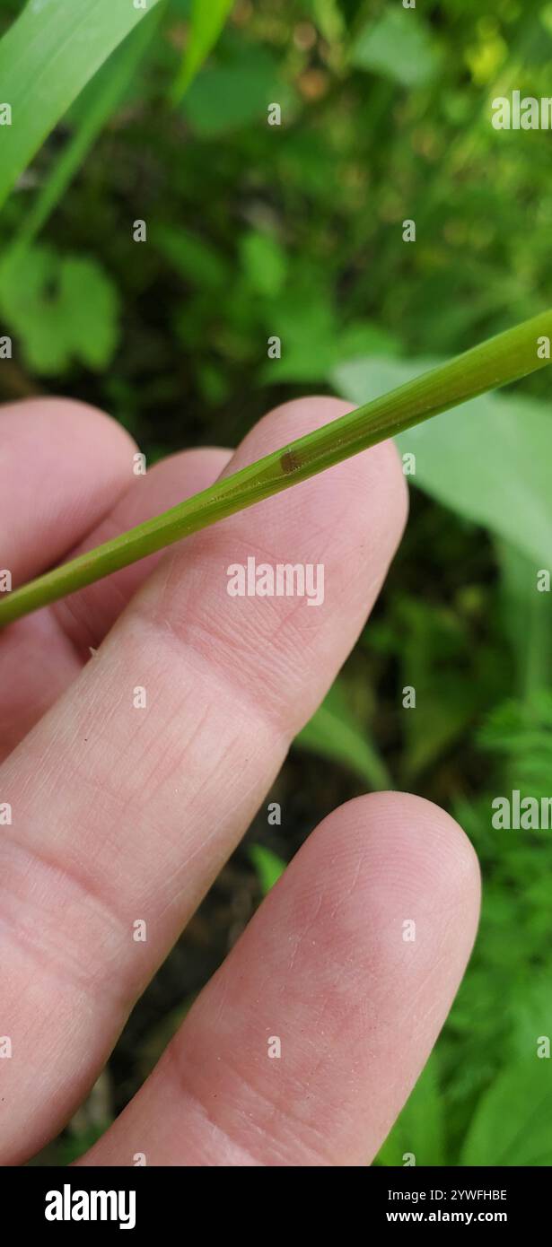 rice cutgrass (Leersia oryzoides Stock Photo - Alamy
