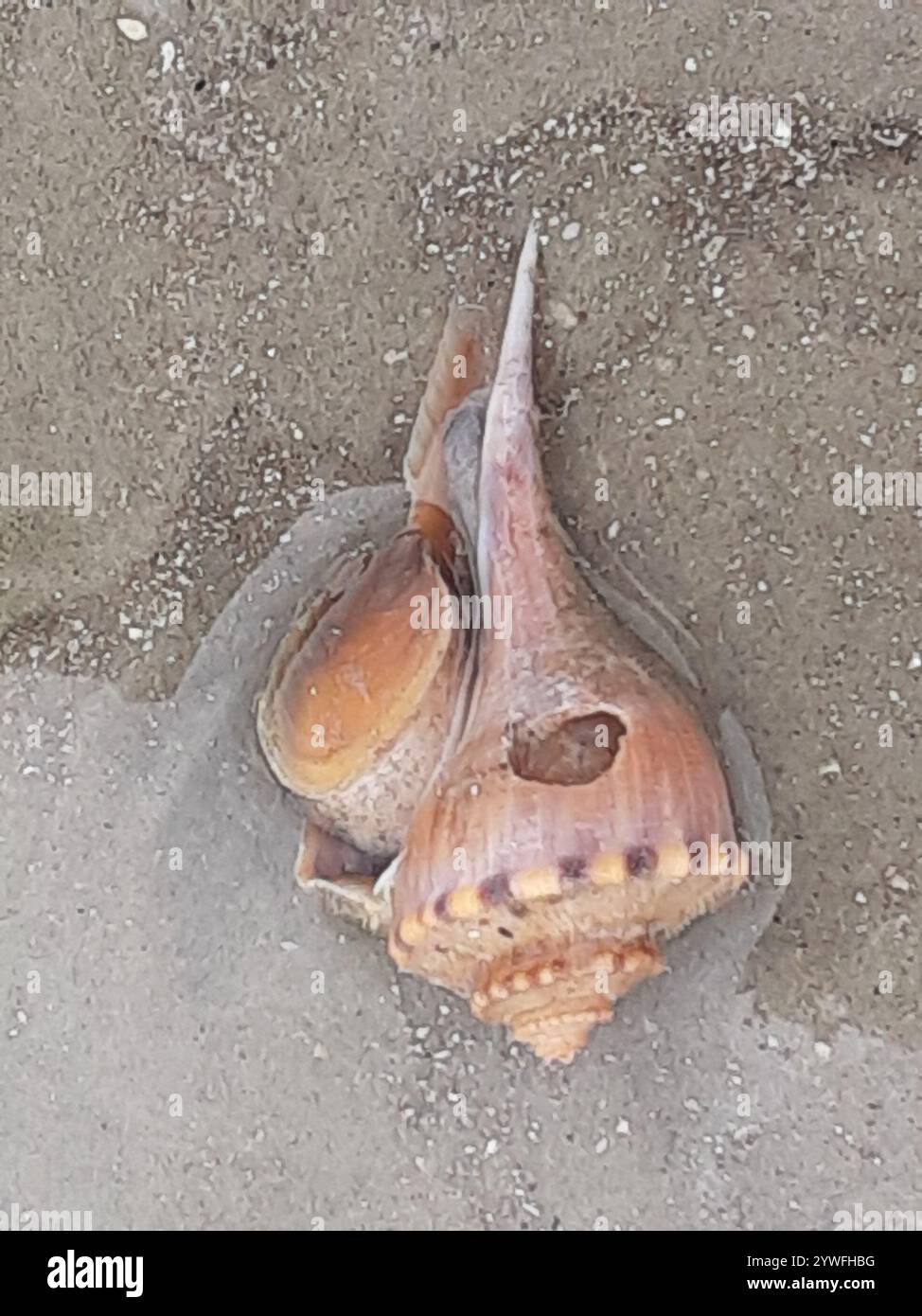 Channeled Whelk (Busycotypus canaliculatus Stock Photo - Alamy