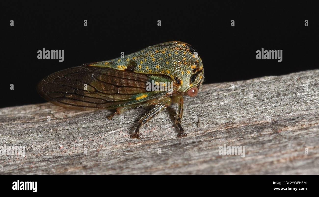 Oak Treehopper (Platycotis vittata Stock Photo - Alamy