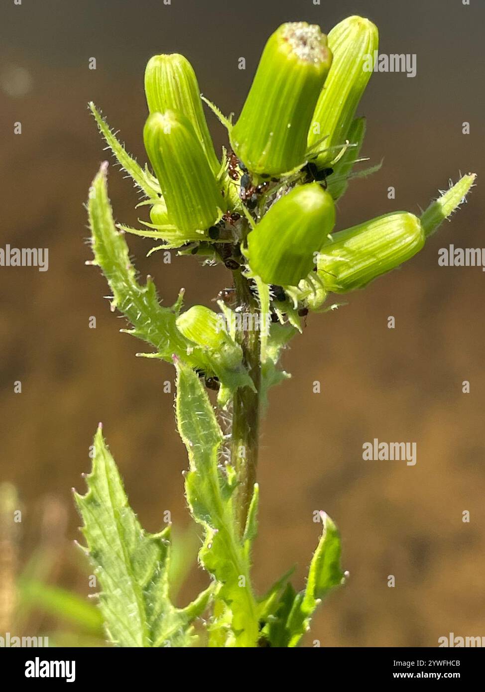 American burnweed (Erechtites hieraciifolius Stock Photo - Alamy