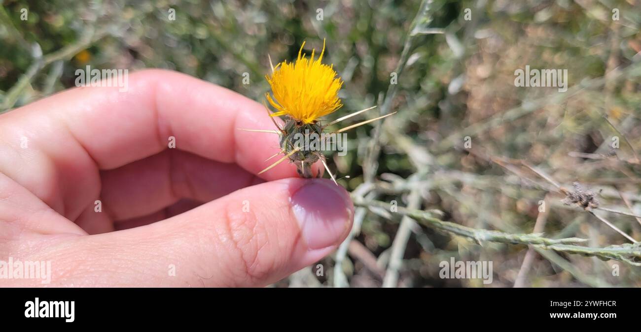 Yellow Star-Thistle (Centaurea solstitialis Stock Photo - Alamy