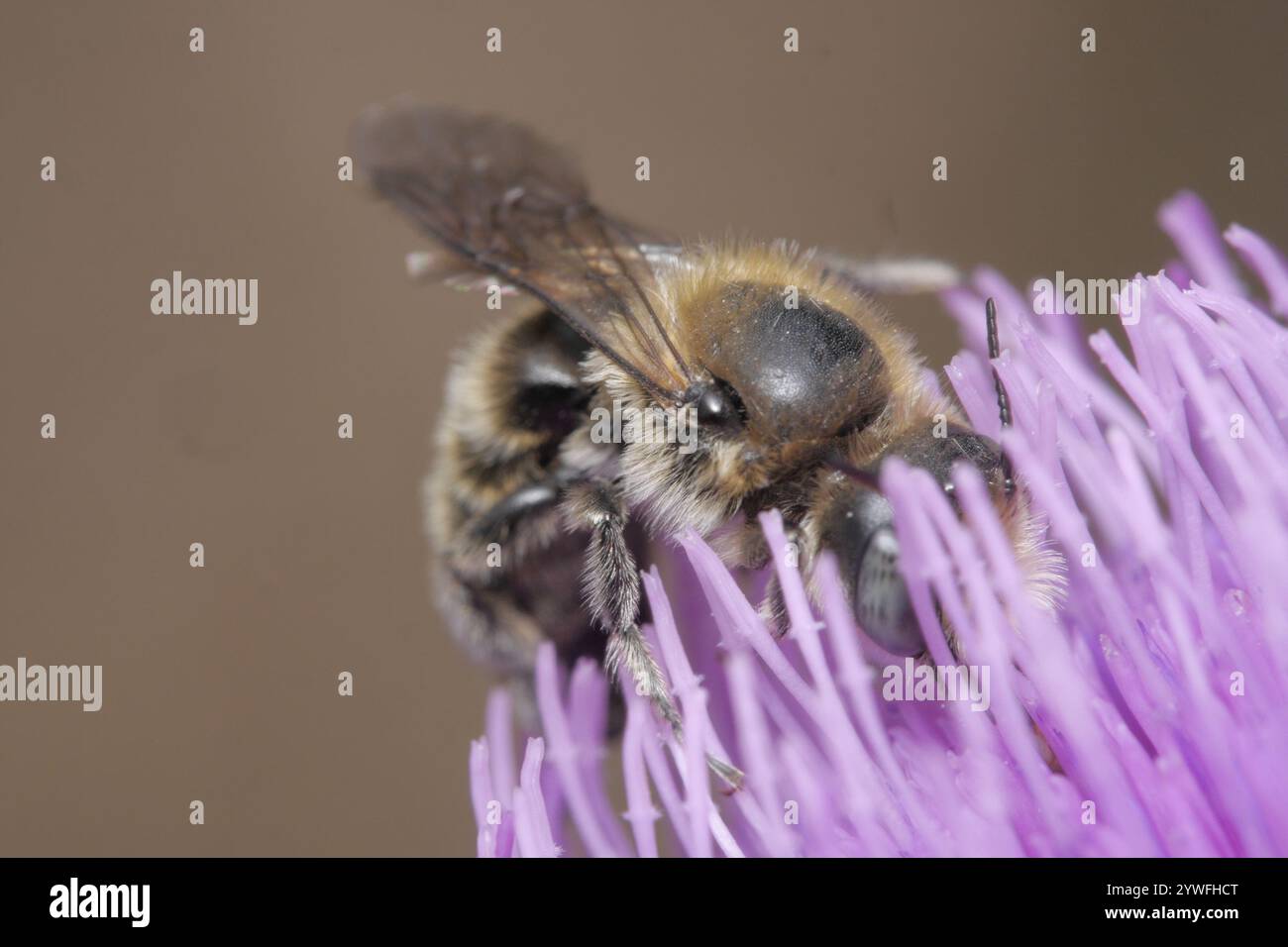 Small Mason Bees (Hoplitis Stock Photo - Alamy