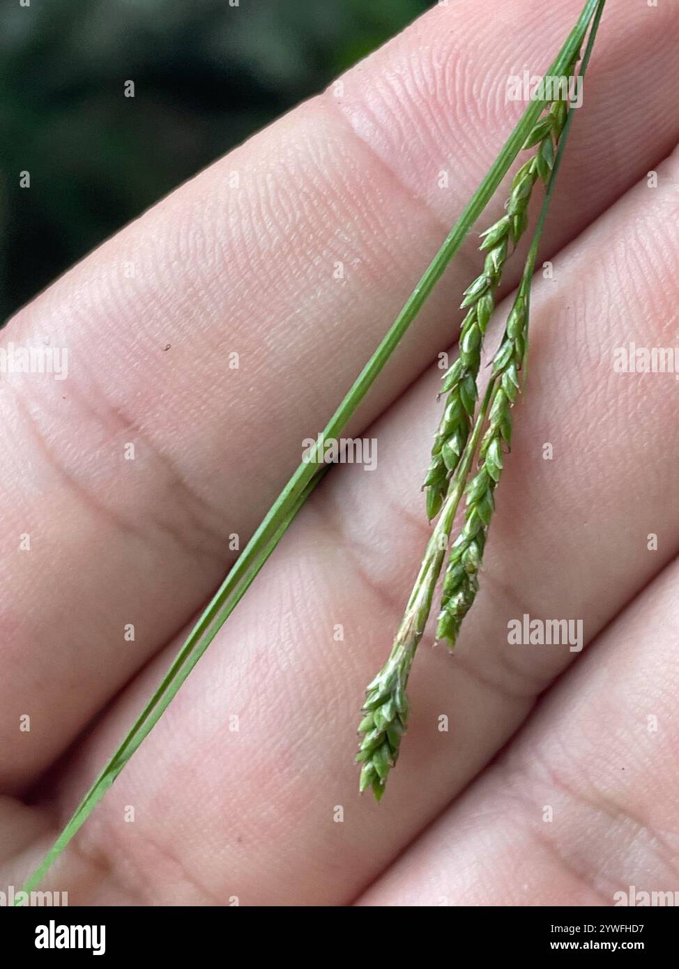 true sedges (Carex Stock Photo - Alamy