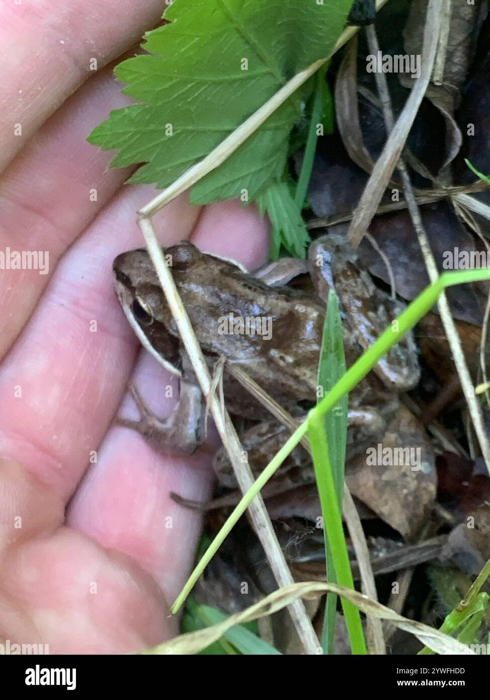 Wood Frog (Lithobates sylvaticus Stock Photo - Alamy
