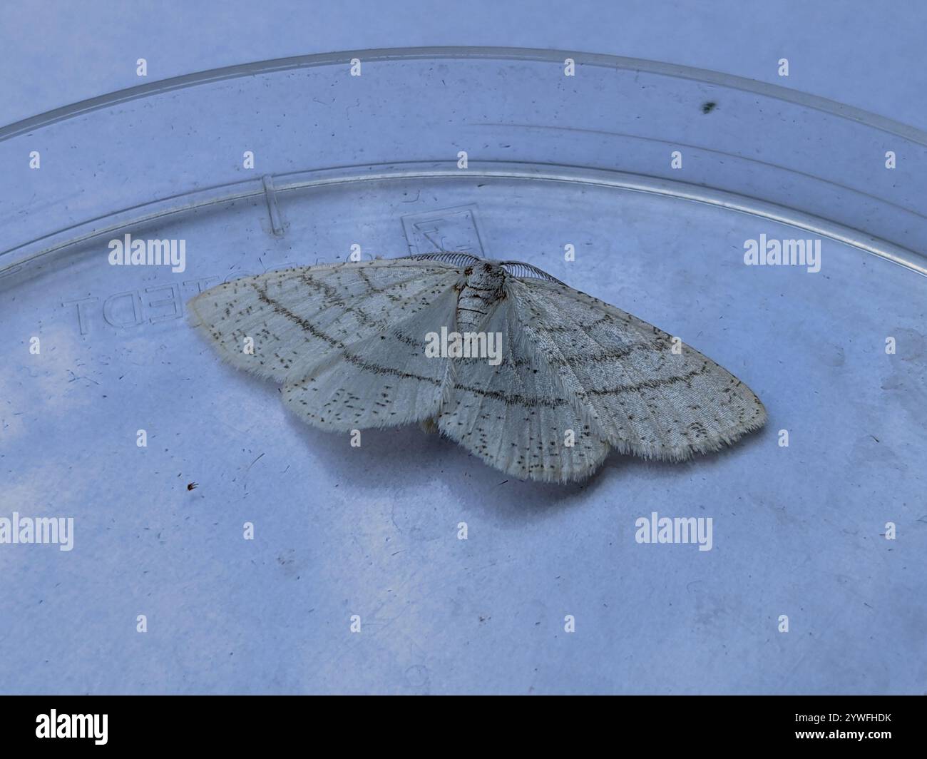 Common White Wave (Cabera pusaria Stock Photo - Alamy