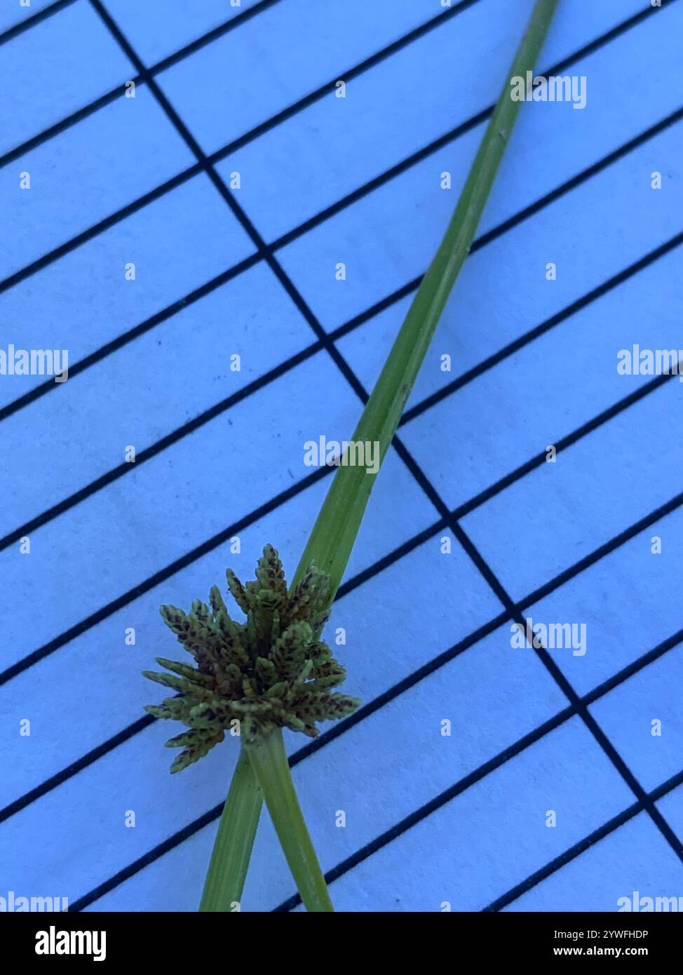 Variable Flatsedge (Cyperus difformis Stock Photo - Alamy