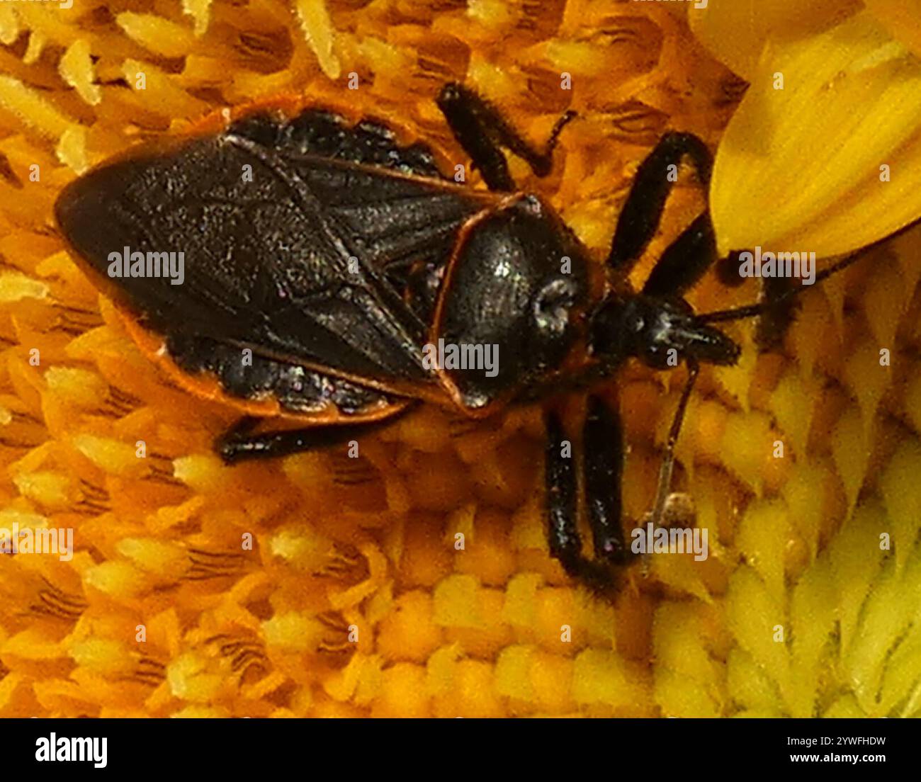 Eastern Bee Assassin (Apiomerus crassipes Stock Photo - Alamy