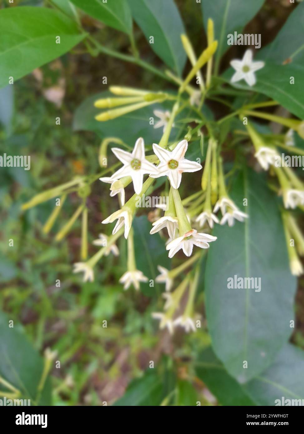 night jessamine (Cestrum nocturnum Stock Photo - Alamy