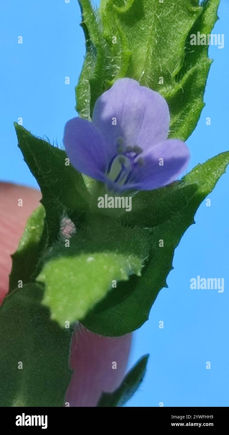Obeah Bush (Stemodia maritima Stock Photo - Alamy